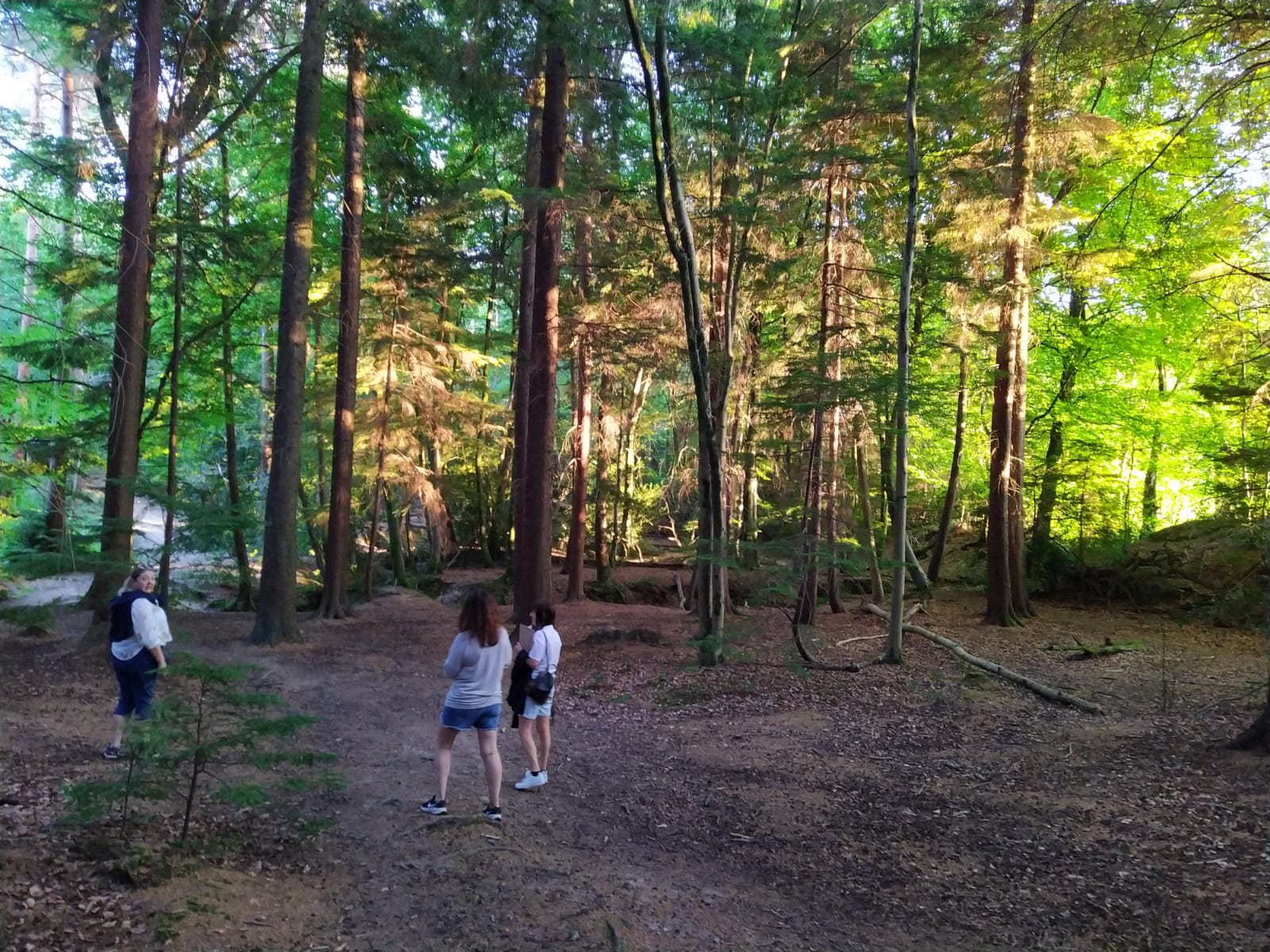 Nature Calling - High Weald National Landscape